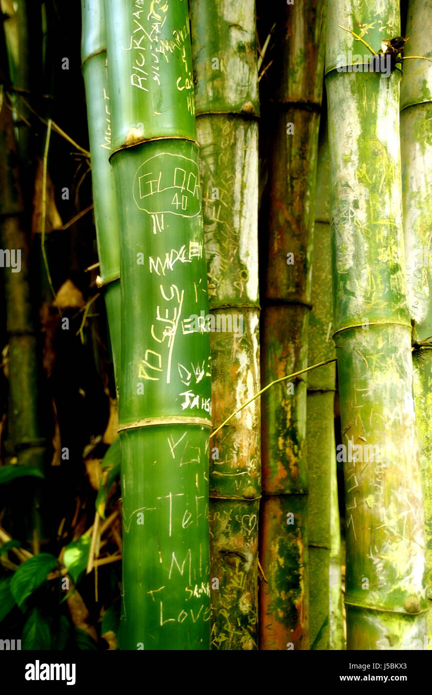 jungle writing font typography daub graffiti grafitti exotic bamboo ...