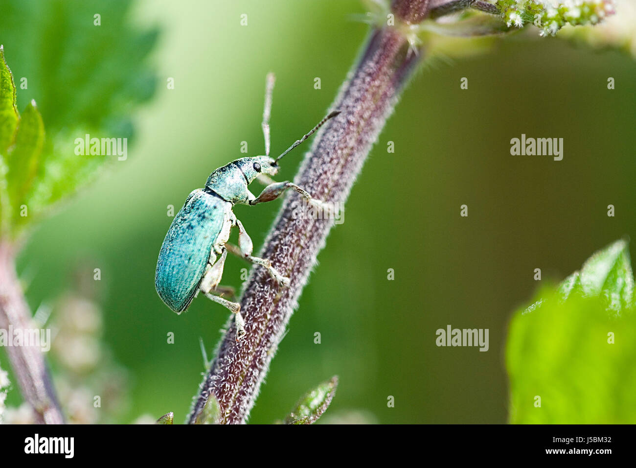 insects green beetle wing coloured spring armour antenna iridescent ...