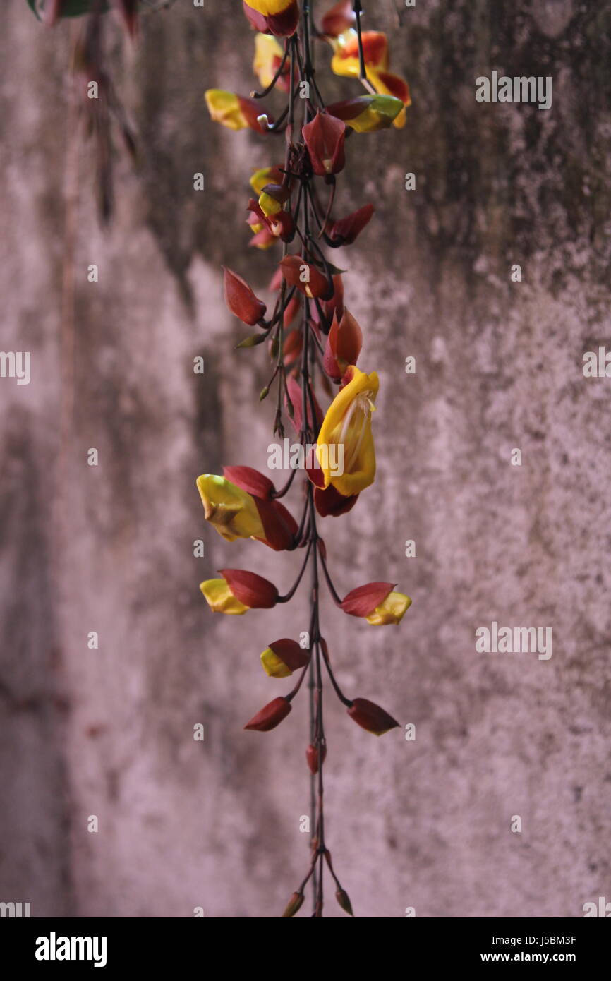 Guatemalan Flower High Resolution Stock Photography and Images - Alamy