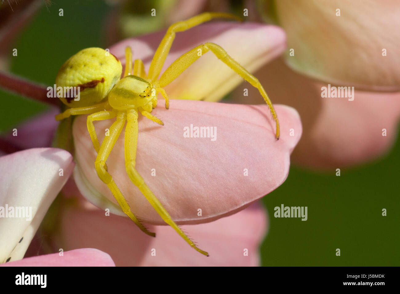 yellow spider Stock Photo - Alamy