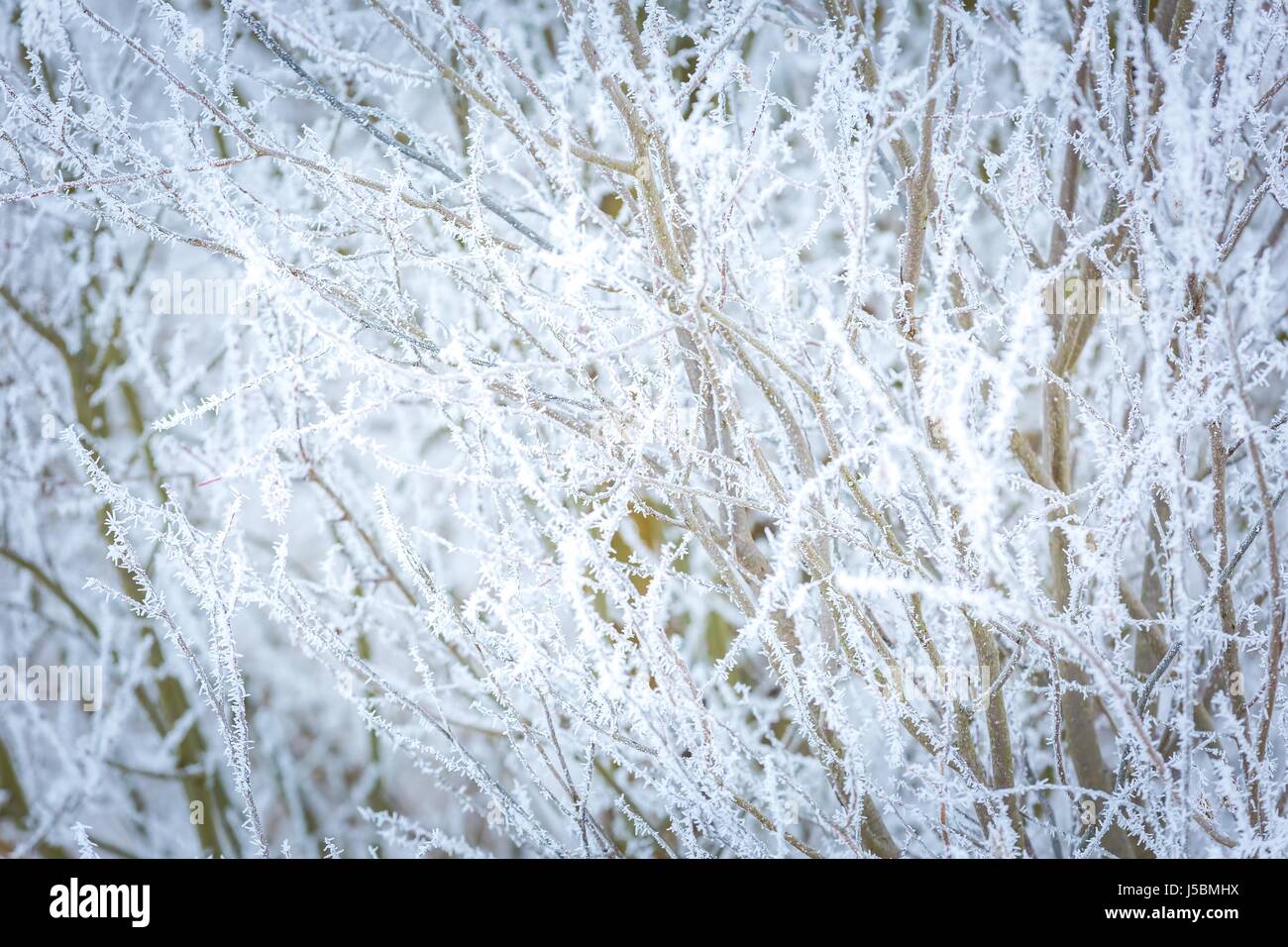 Winter trees with white rime. Natural beautiful background with ...