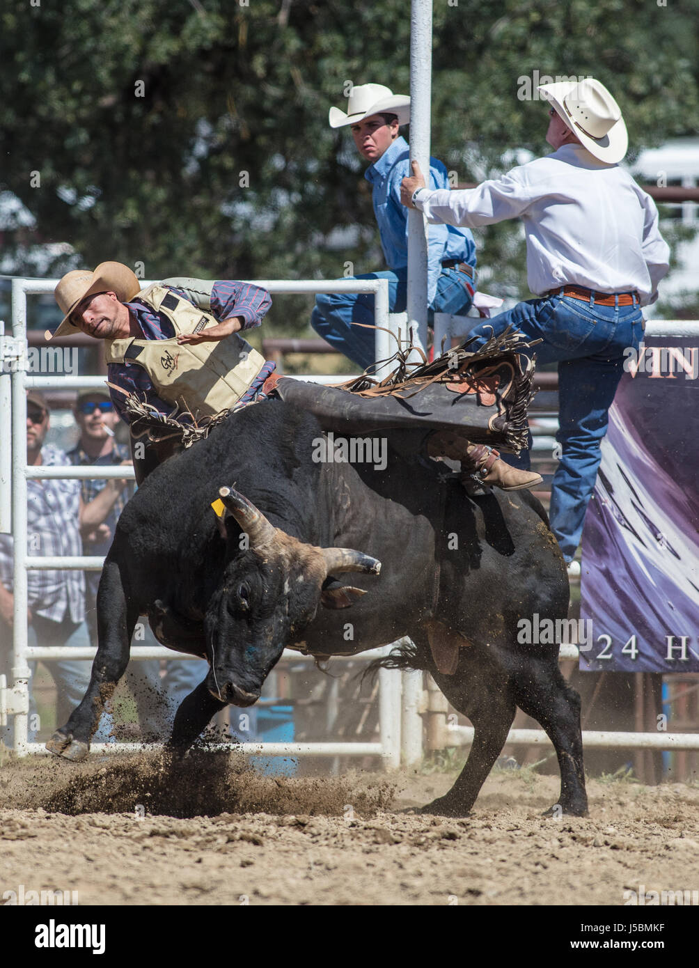 Bull riding cowboys at the rodeo in Cottonwood, California Stock Photo ...