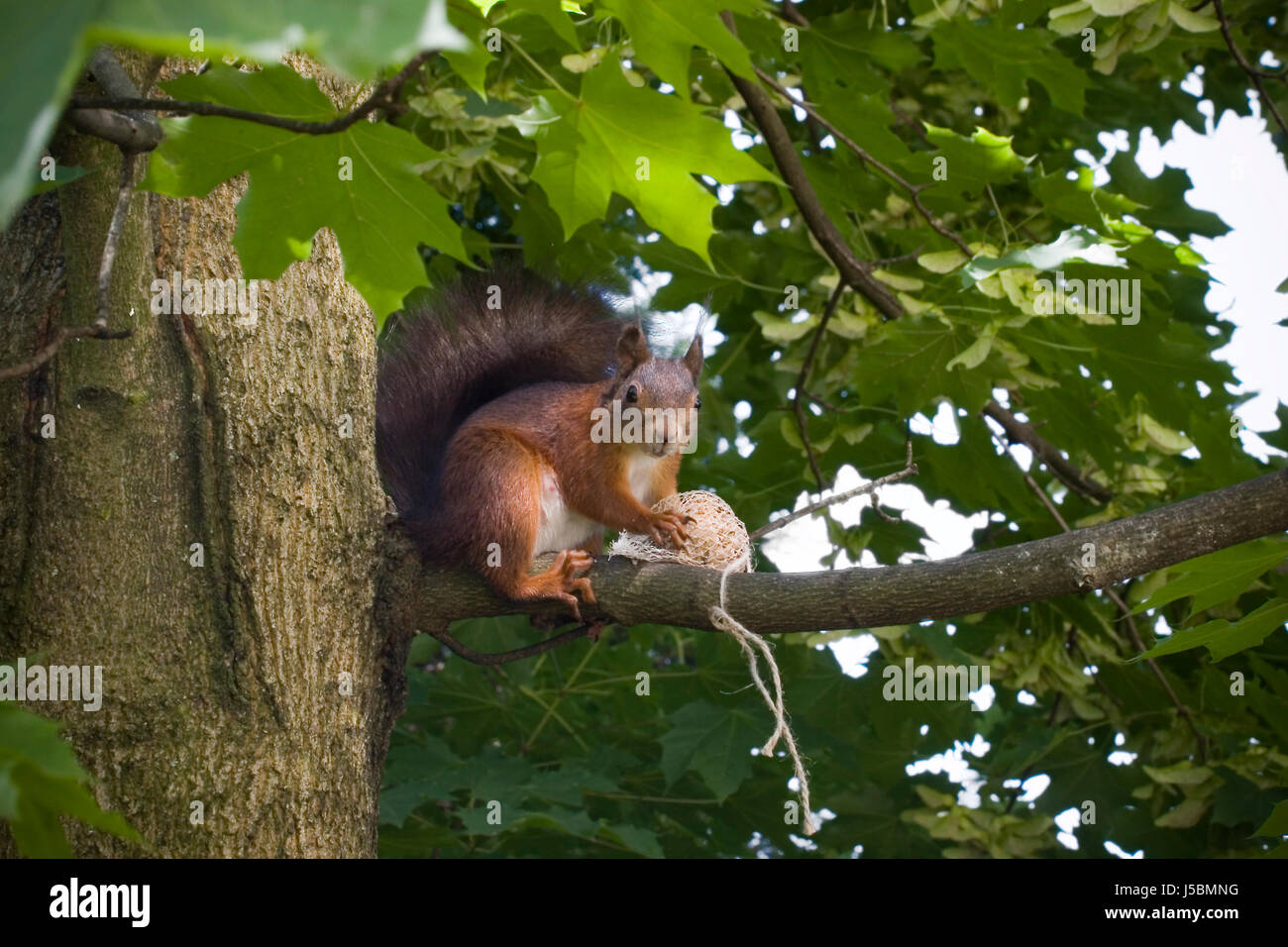 finger provision fodder tree green hunger trunk leaves eyes rodent ears ...
