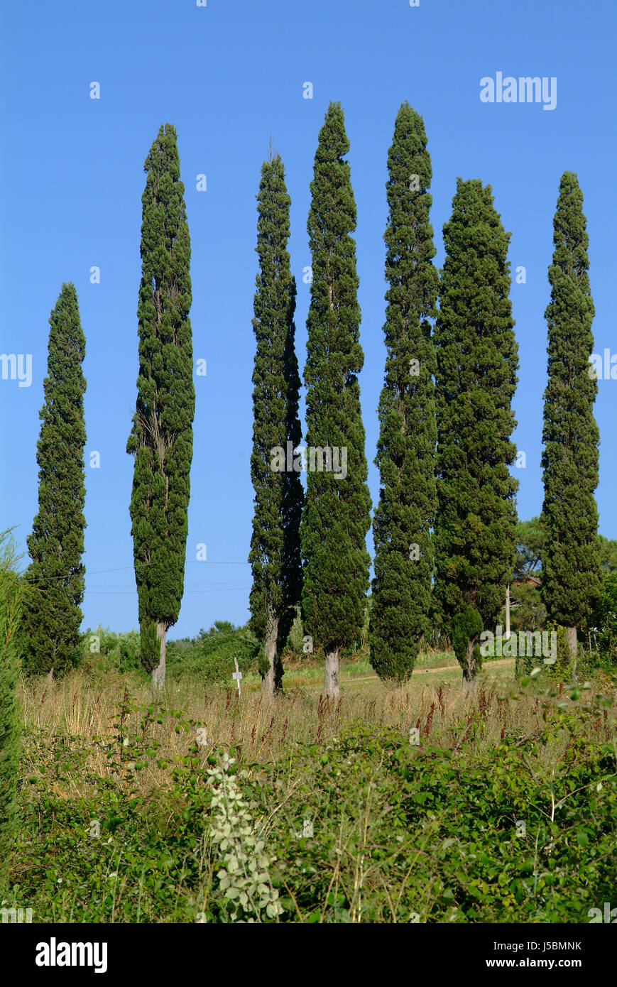 tree cypress 7 Stock Photo - Alamy