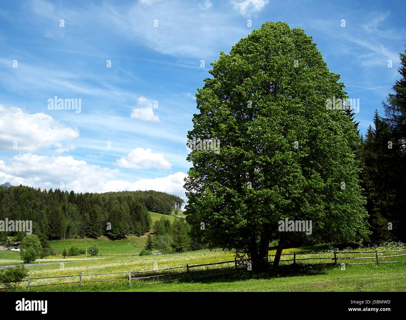 relaxation tree trunk agriculture farming deciduous tree field alps ...