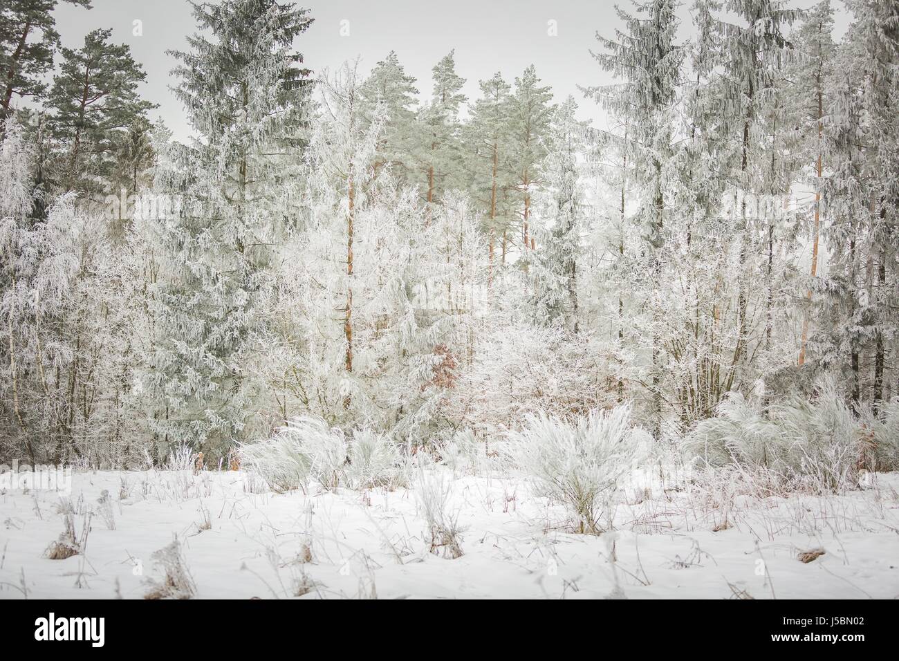 Winter trees with white rime. Natural beautiful background with ...