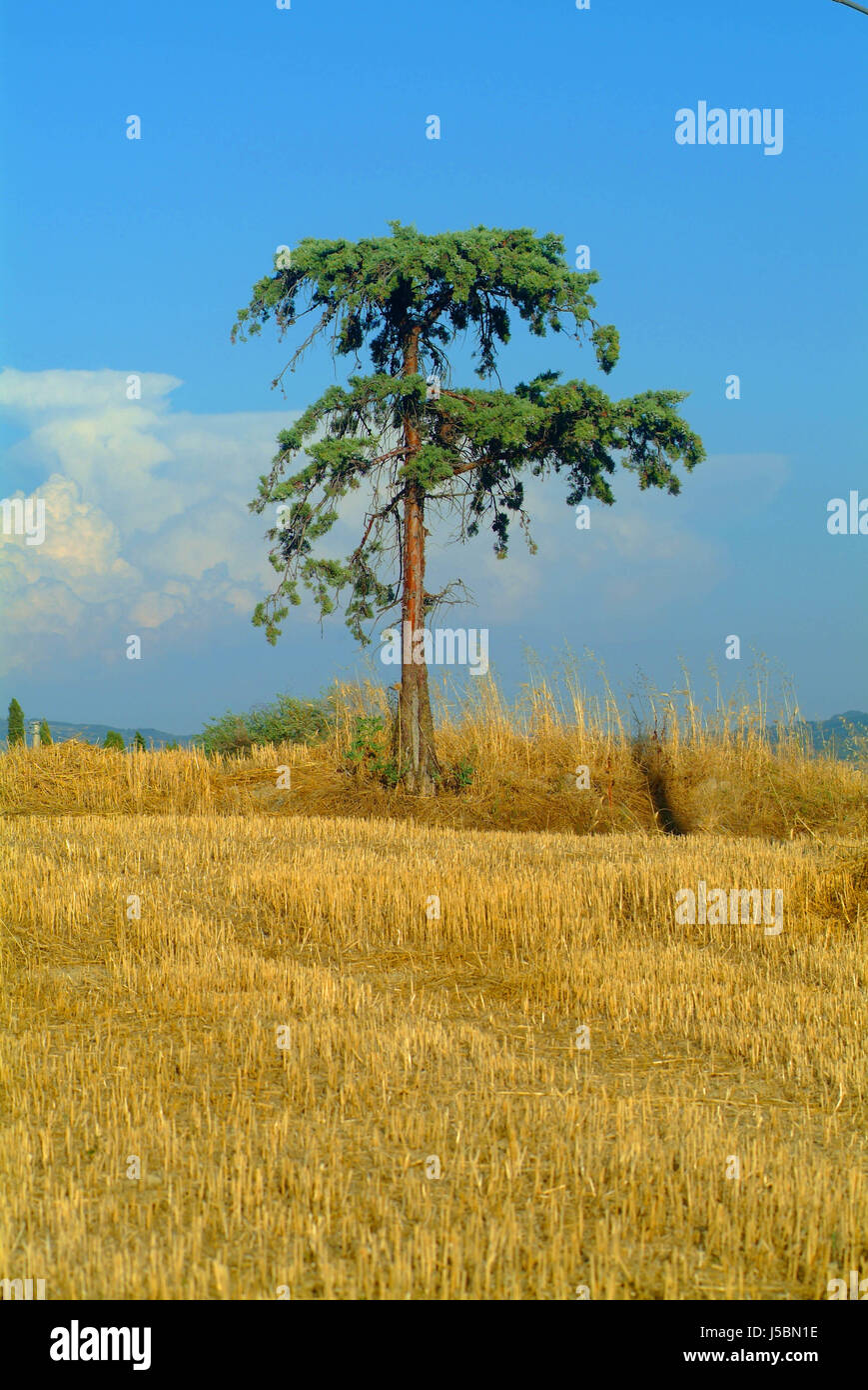tree in field Stock Photo - Alamy