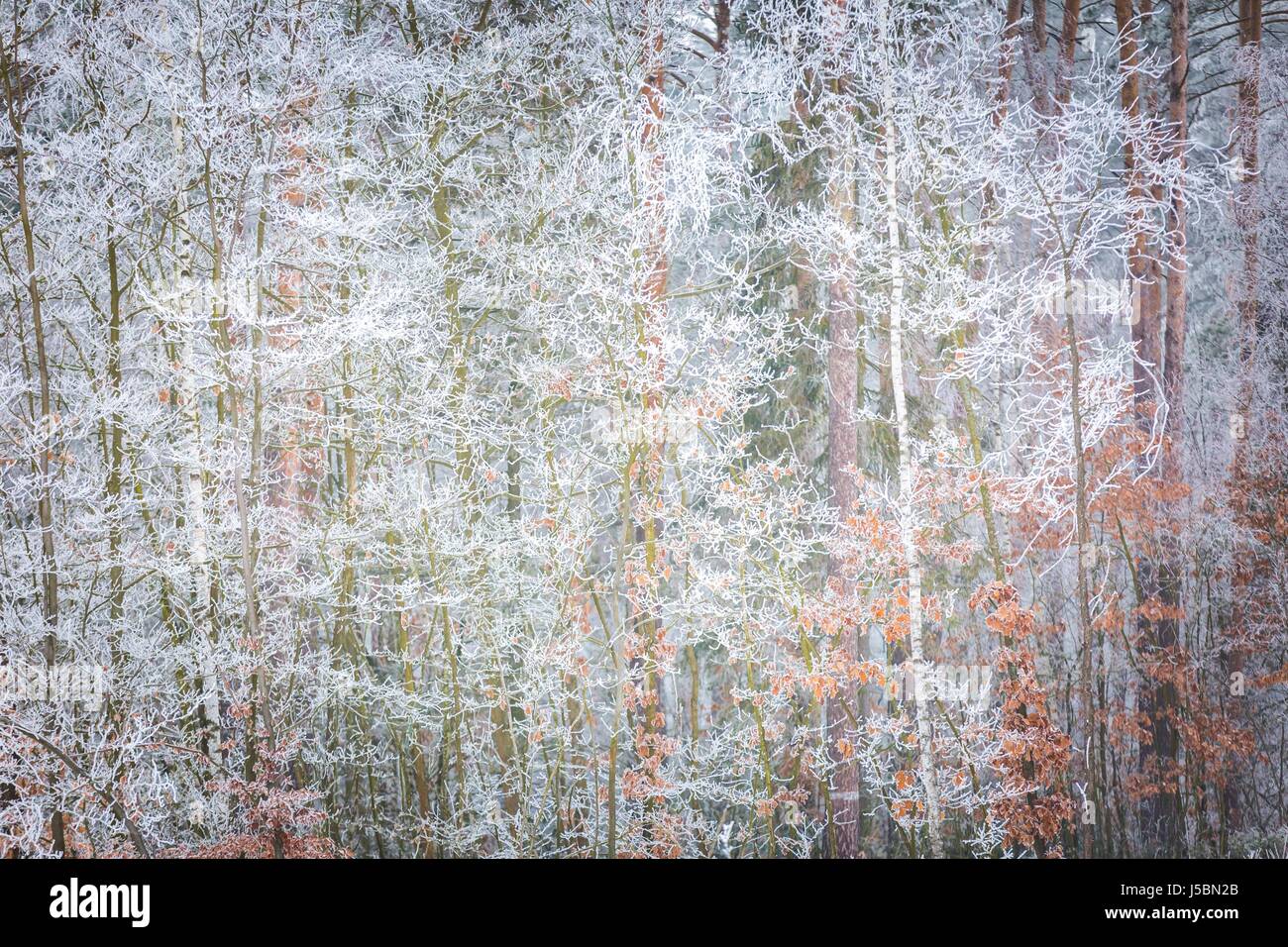 Winter trees with white rime. Natural beautiful background with ...