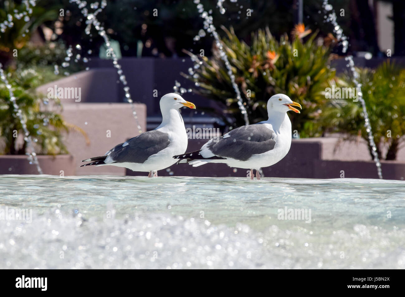 2 seagulls standing in a fountain Stock Photo - Alamy