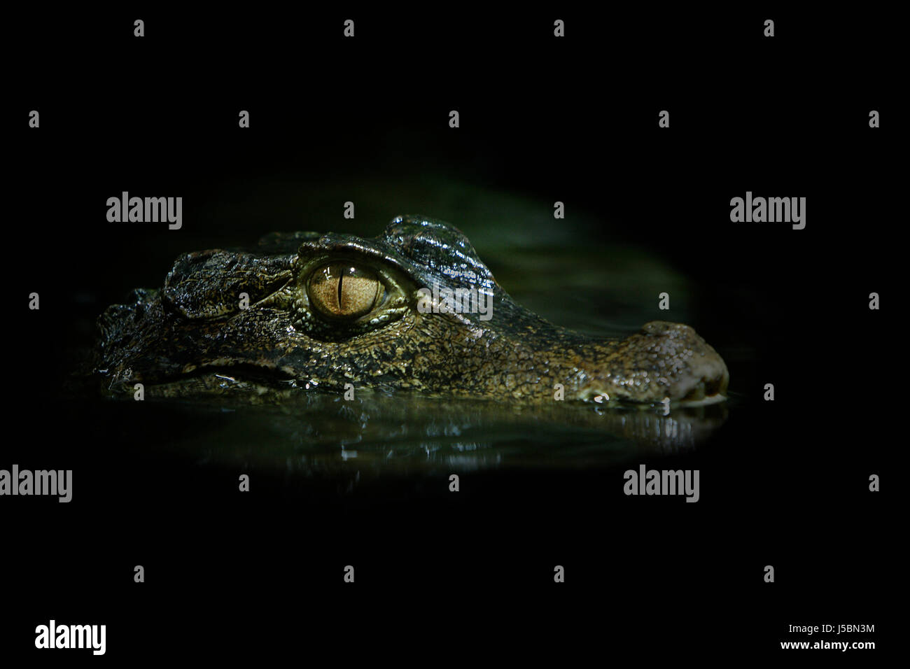 crocodile eyes look glancing see view looking peeking looking at ...