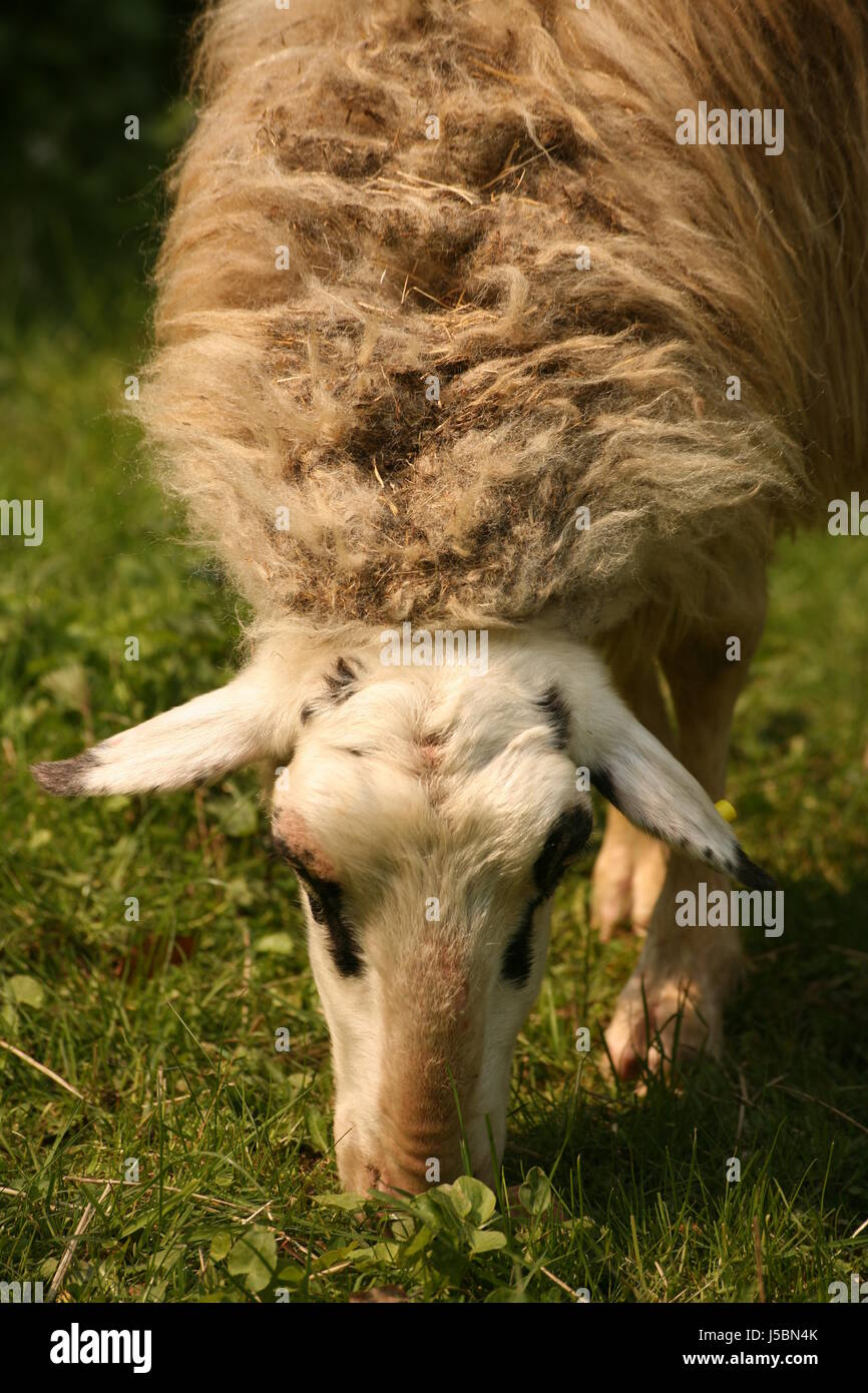 pet agriculture farming pets sheep sheep farming wool livestock sheep ...