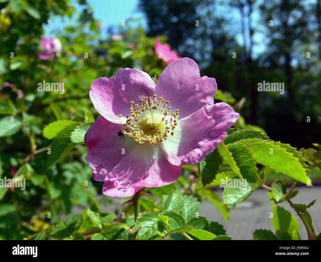 flower rose plant wild coloured roses savaged savage haggardly nature ...