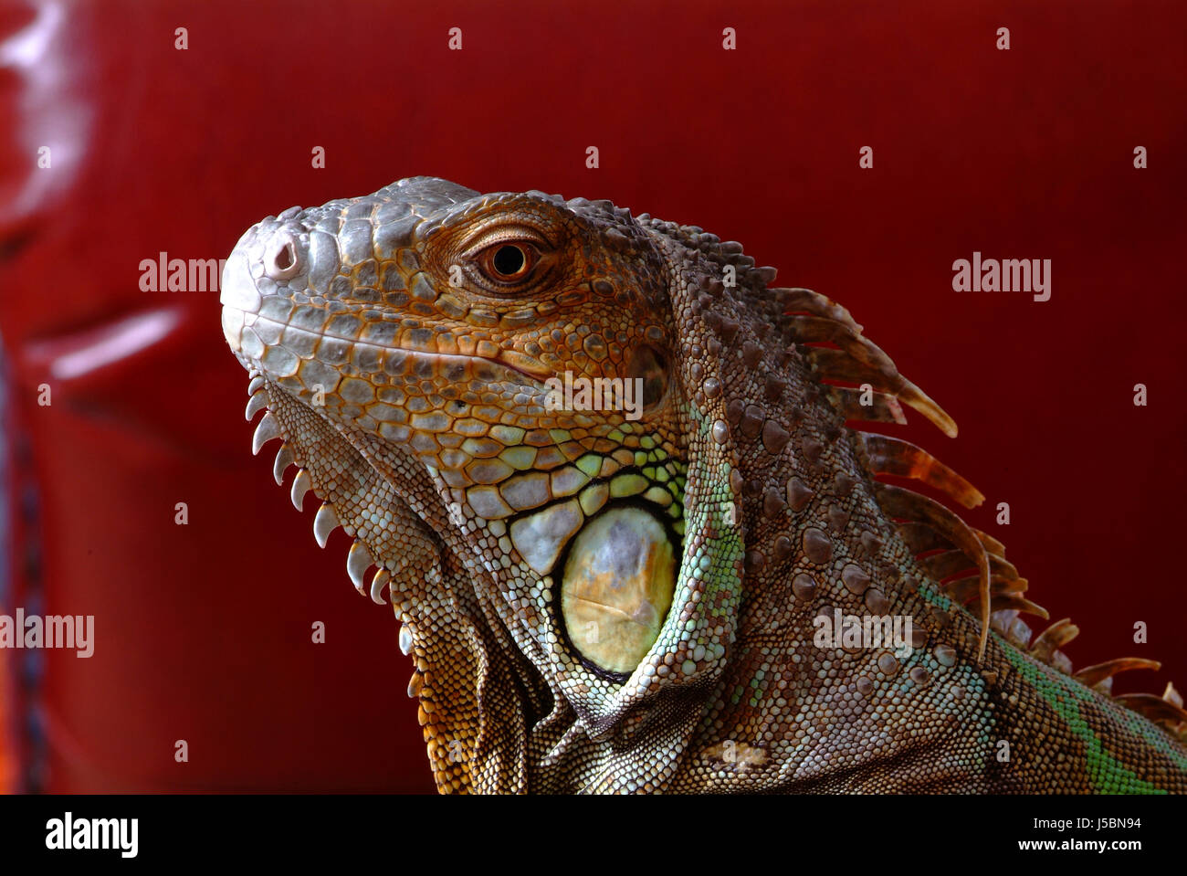 Iguana tooth hi-res stock photography and images - Alamy