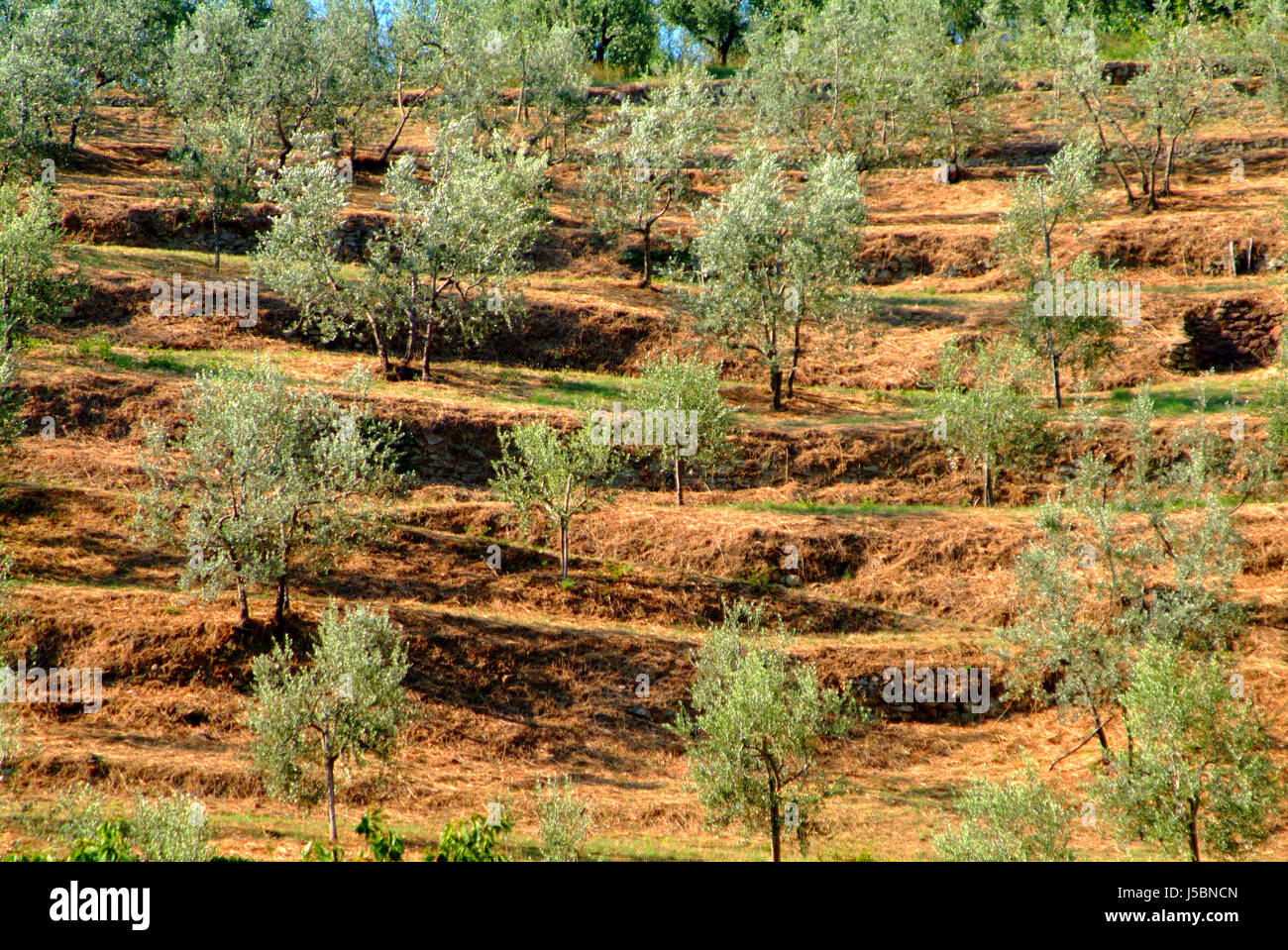 Step agriculture hi-res stock photography and images - Alamy