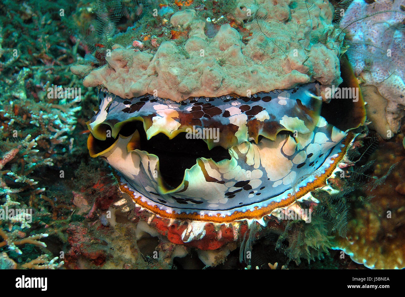 Muscle shell hi-res stock photography and images - Alamy