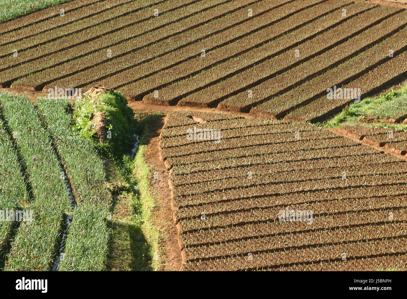 asia agriculture farming beds vegetable structures reap gemsebeet sri ...