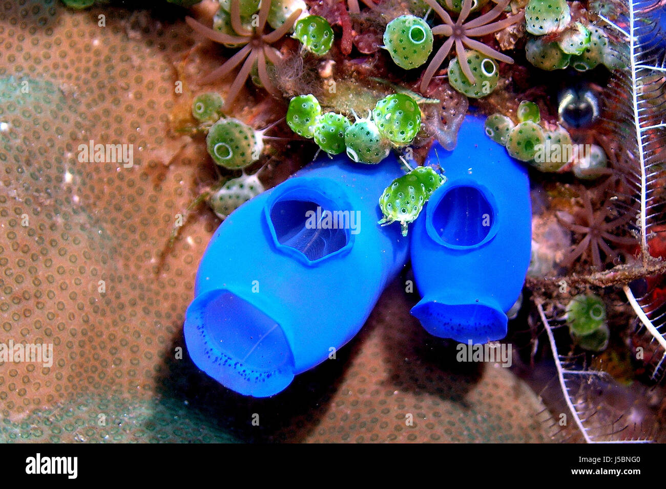 underwater pacific salt water sea ocean water filter dive plankton ...