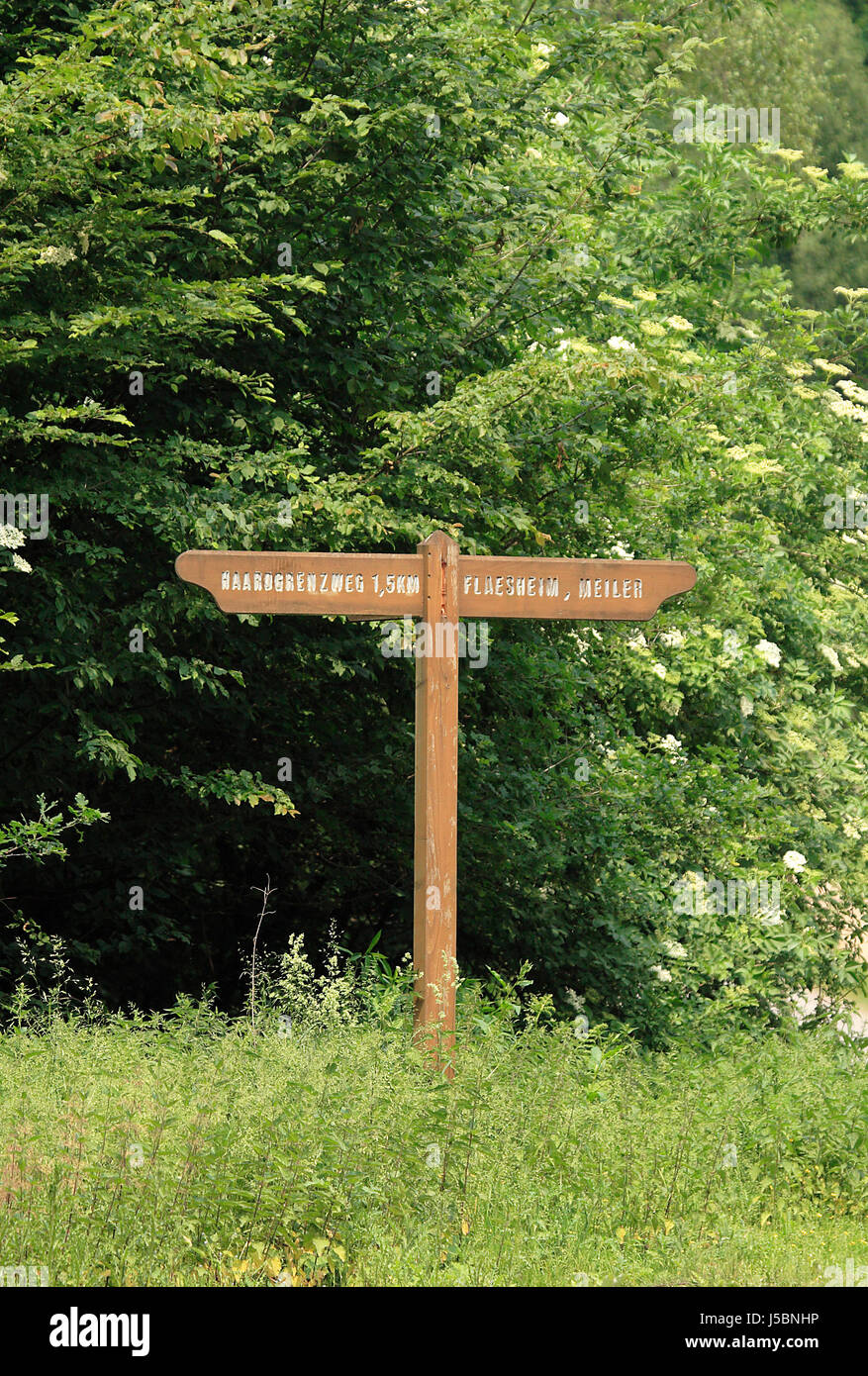 tree trees bush signpost path way meadow forest walweg haard ...
