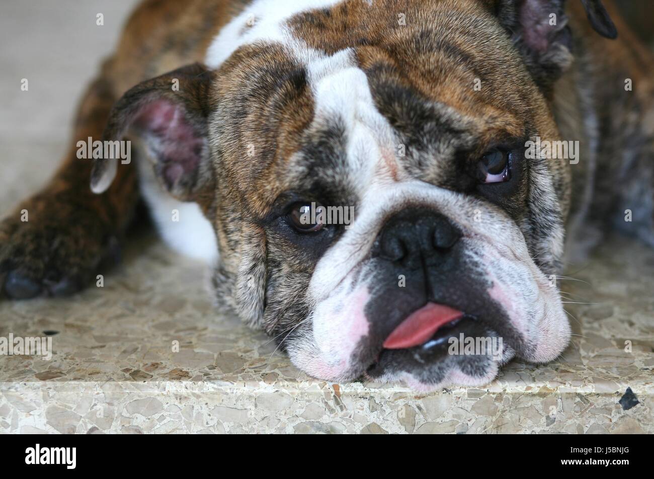 Pitiable hi-res stock photography and images - Alamy