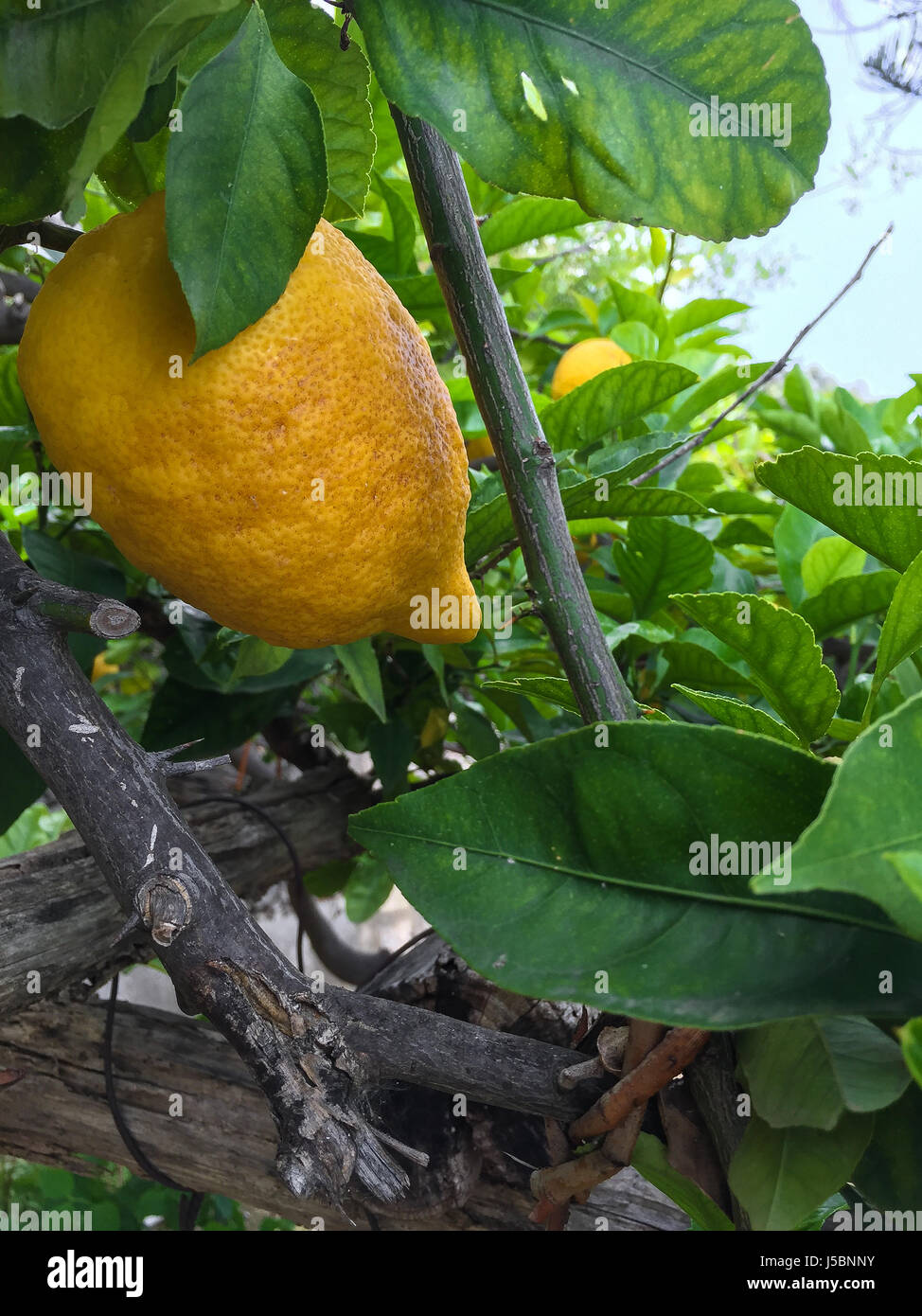 Sicily lemon tree hi-res stock photography and images - Alamy