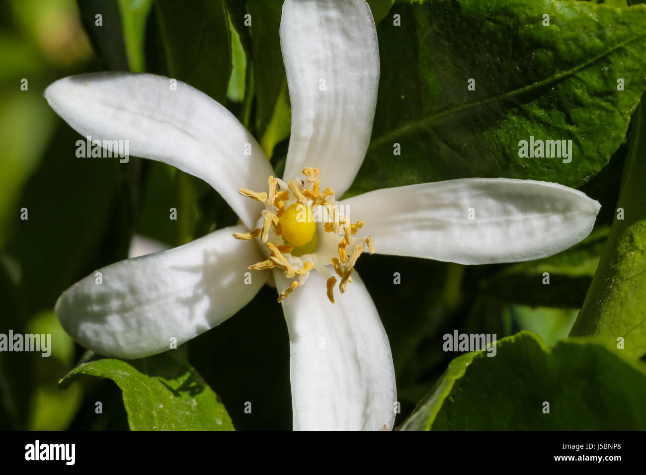 Citrus flower hi-res stock photography and images - Alamy