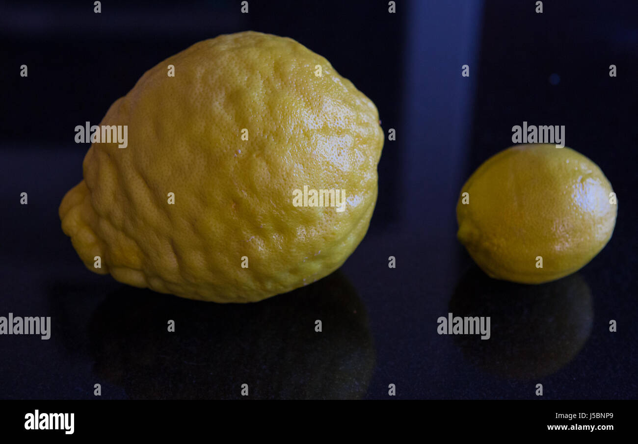Domestic And Imported Lemons Stock Photo - Alamy