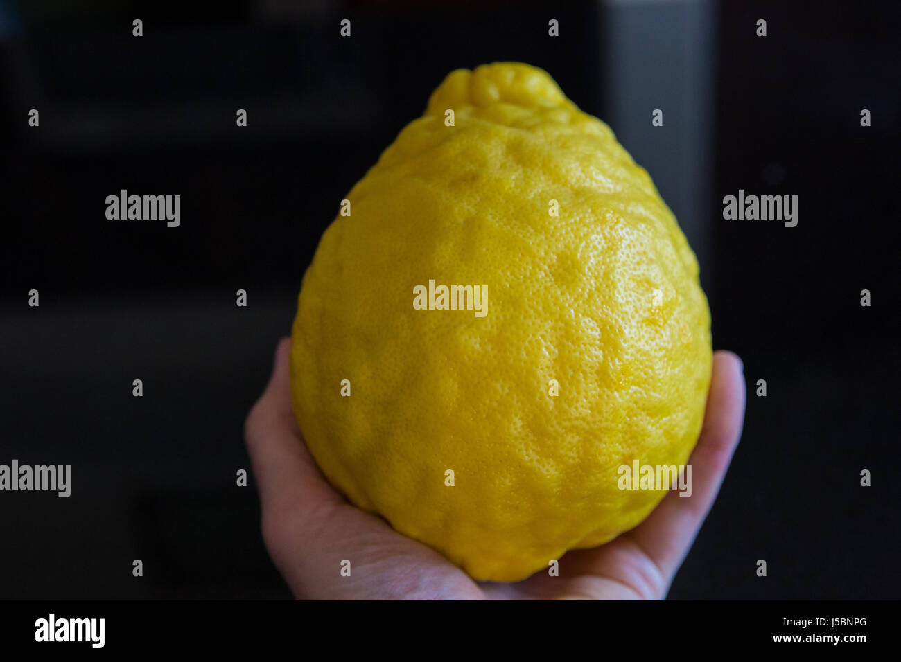 Giant Lemon In The Palm Stock Photo - Alamy
