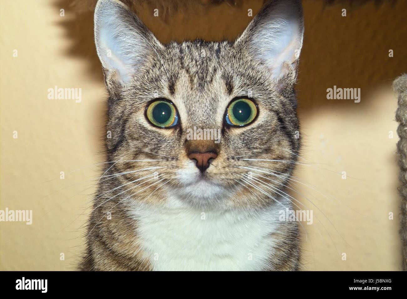 cats attention wide-awake passport photograph pussycat cat domestic cat ...