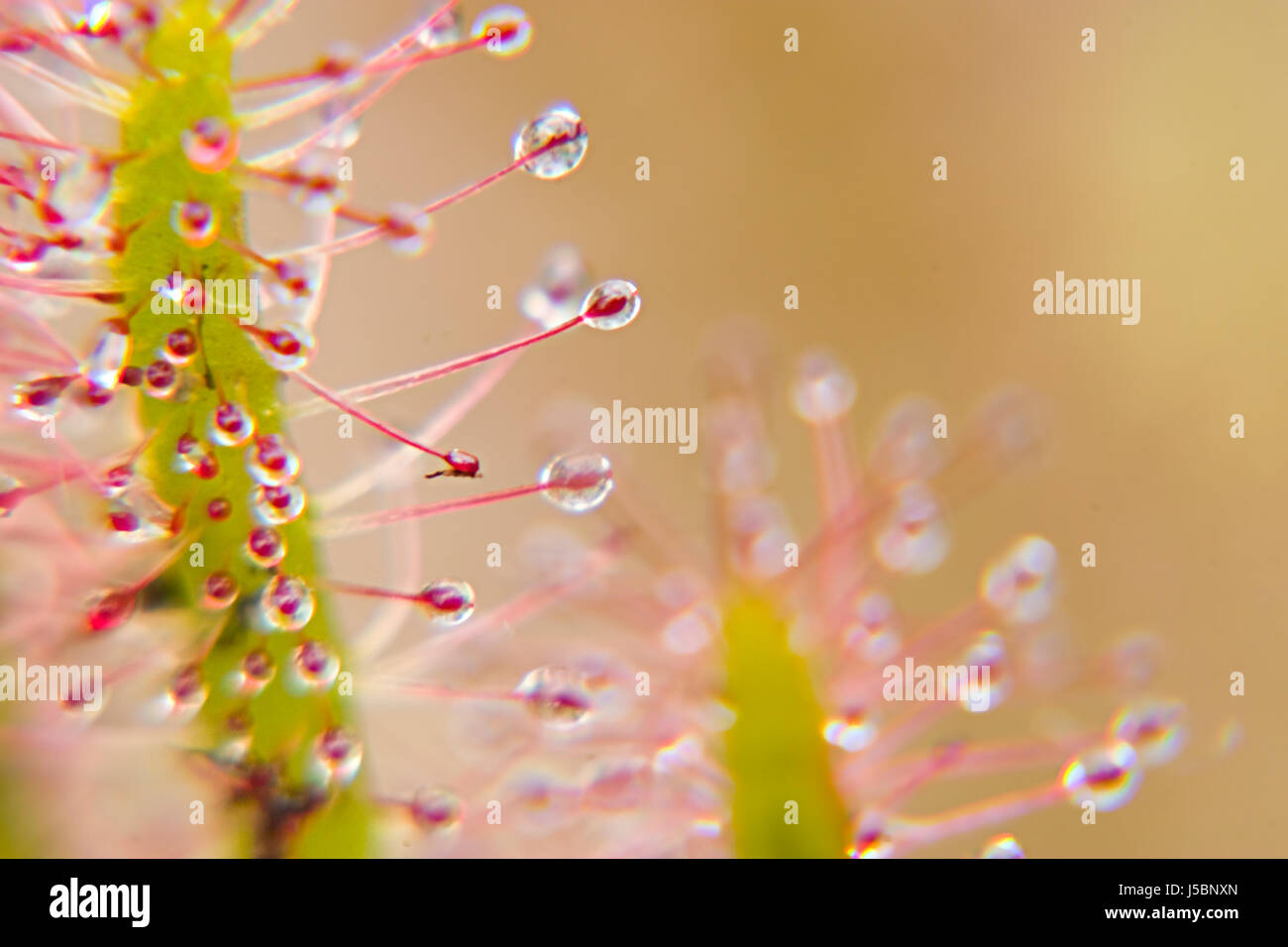 green drop exotic dog mongrel fen deadly north america tear down ...