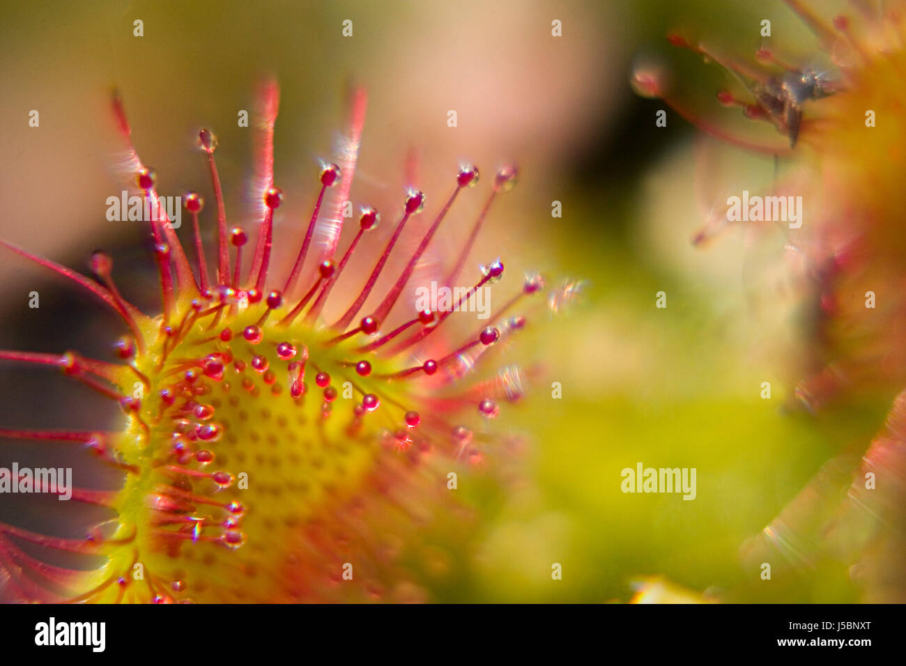 green europe drop exotic fen deadly native tear down hardy carnivorous ...