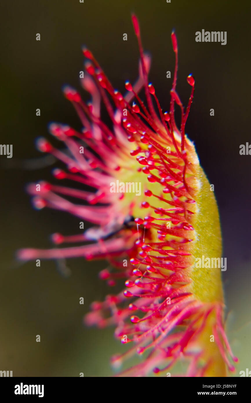 green europe drop exotic fen deadly native tear down hardy carnivorous ...