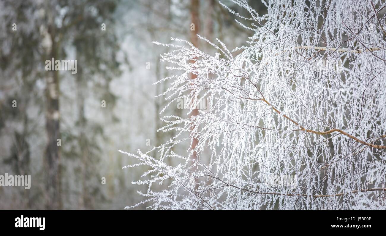 Winter trees with white rime. Natural beautiful background with ...