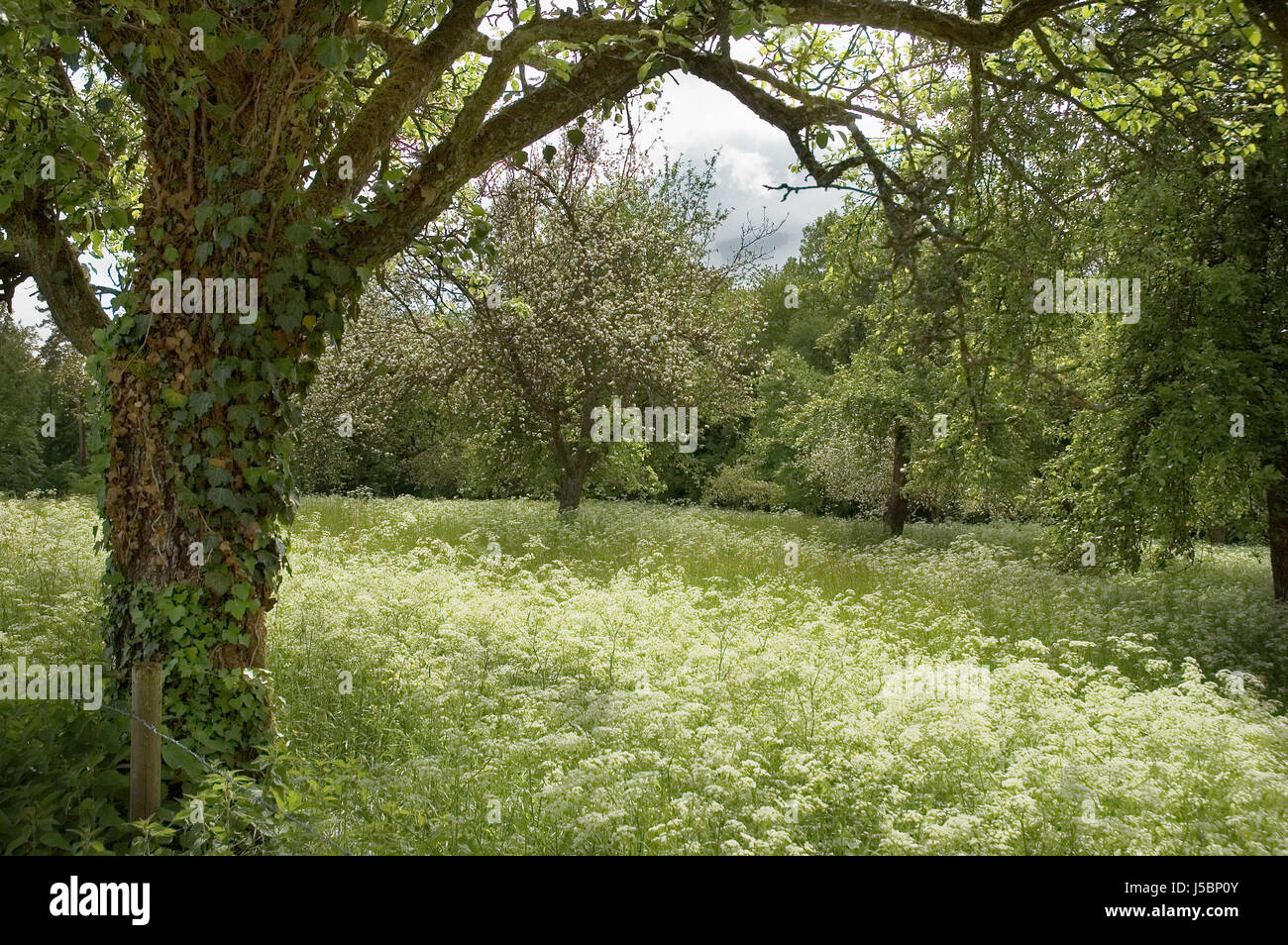 Bewitched High Resolution Stock Photography and Images - Alamy