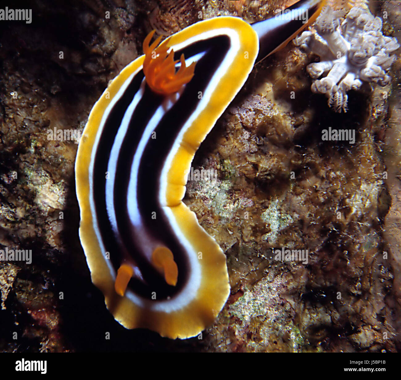 Pyjama sea slug hi-res stock photography and images - Alamy