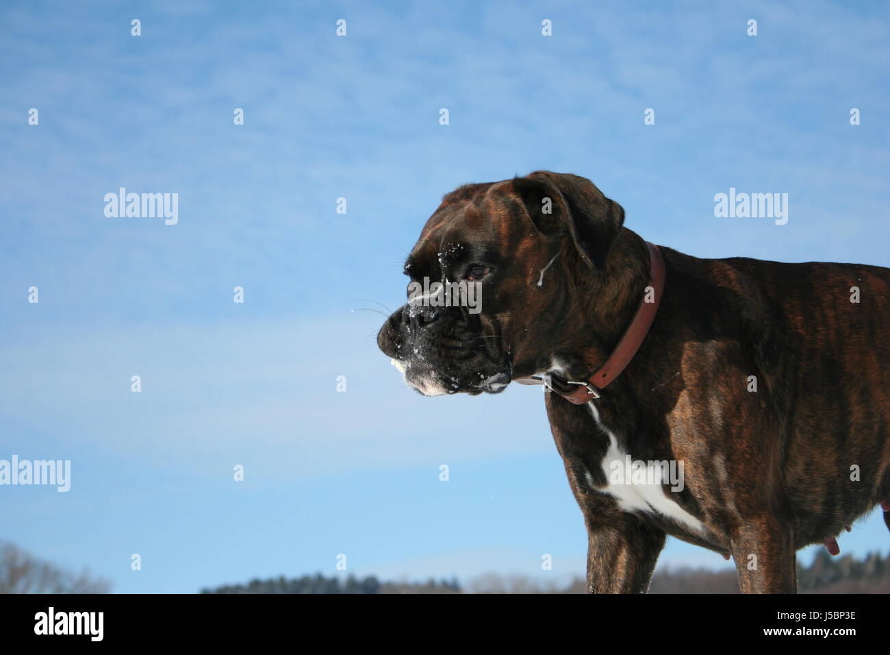 blue brown brownish brunette curiosity quadruped witty blank european ...