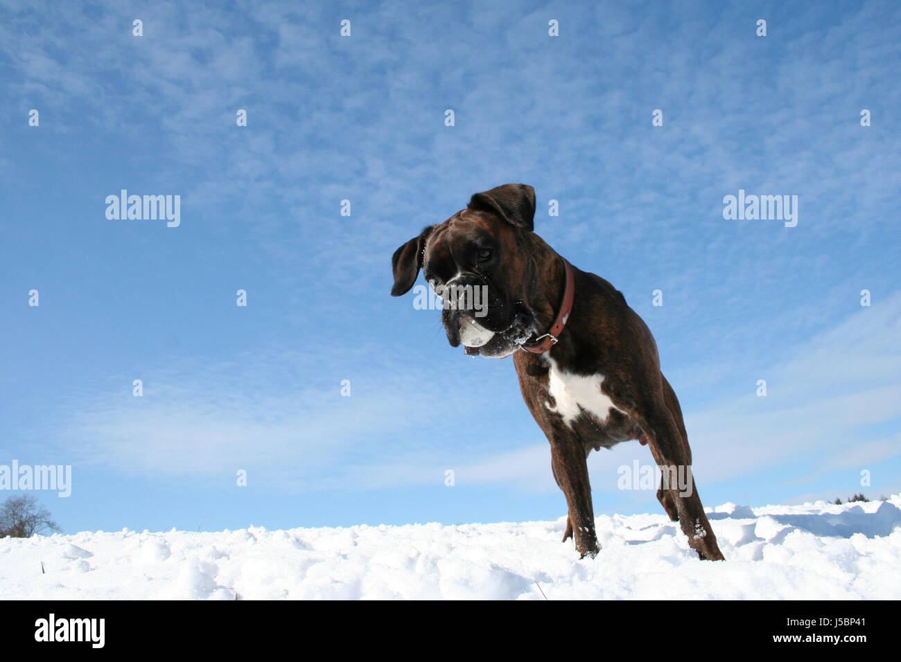 blue winter brown brownish brunette curiosity quadruped witty blank ...