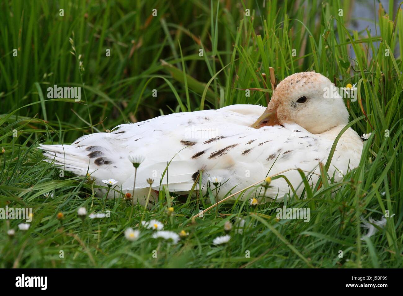 go back to sleep Stock Photo - Alamy