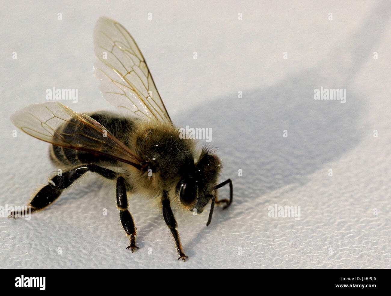 the bee maja Stock Photo - Alamy