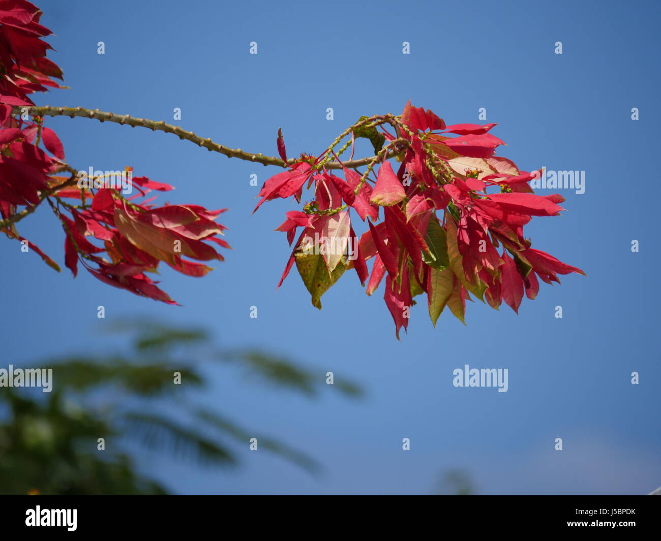 Leaf, leaves, texture, green, pattern, herb, herbal, health benefits ...