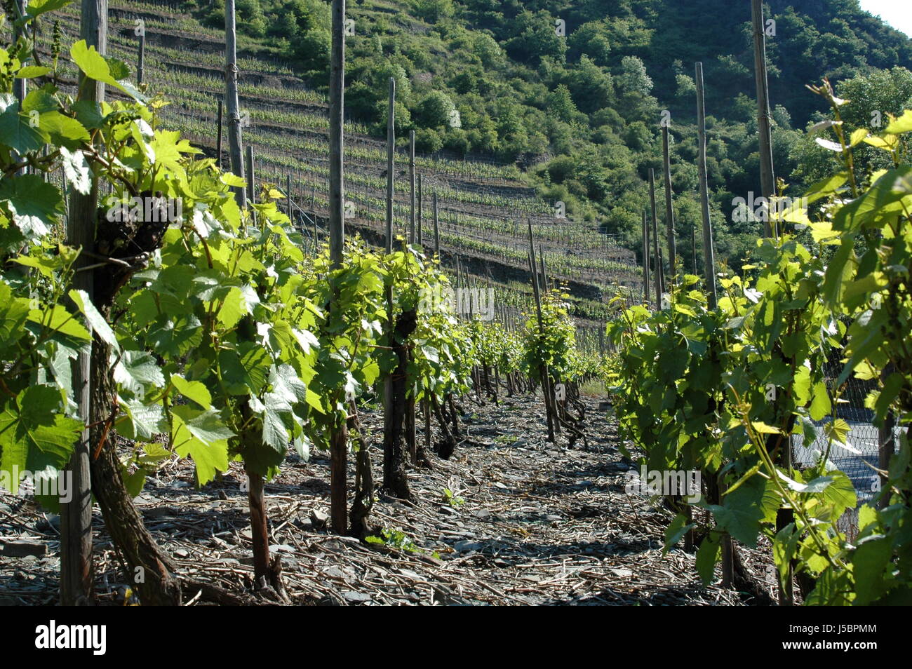 Wingert hi-res stock photography and images - Alamy