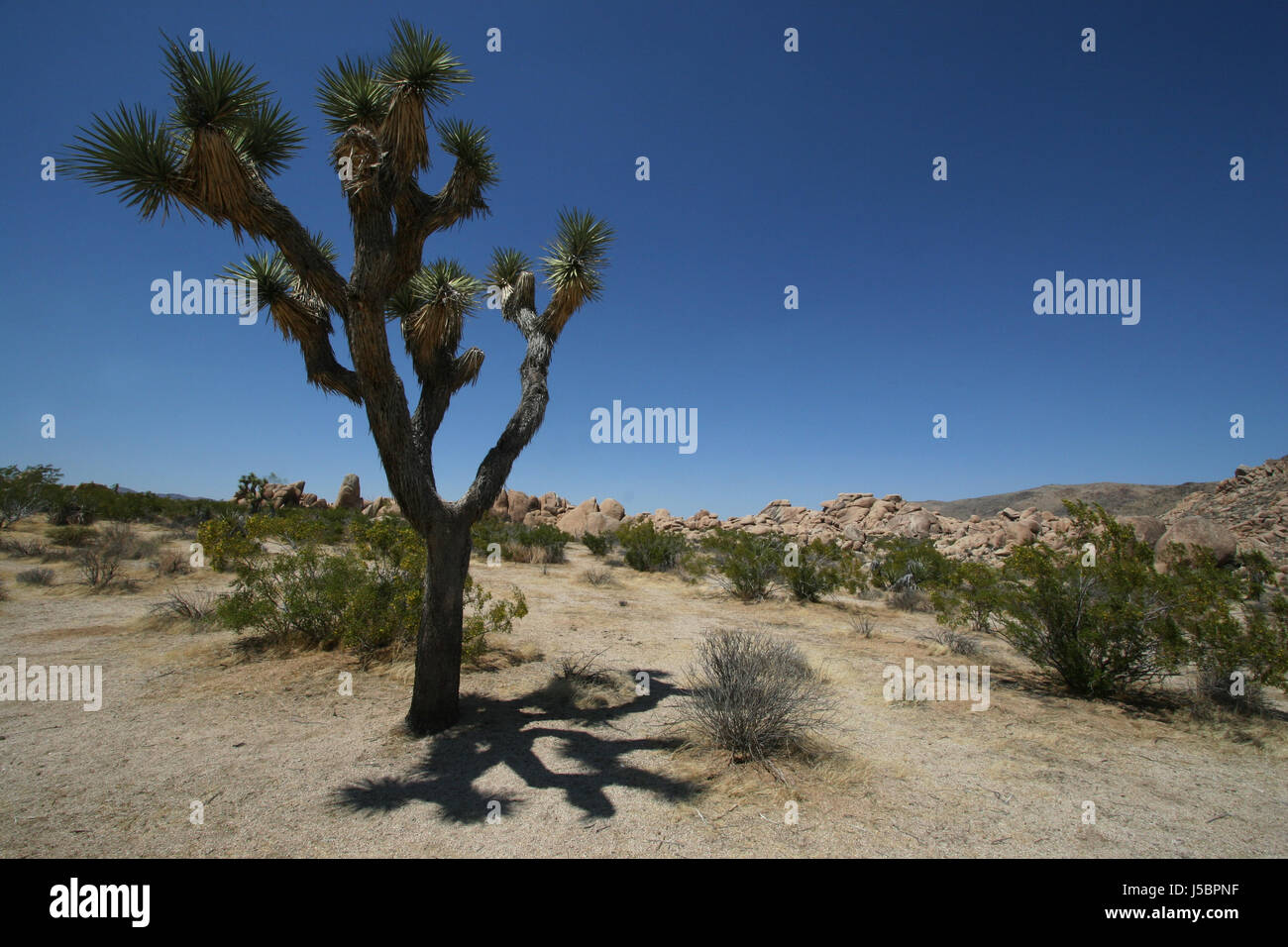 Joshua tree branches hi-res stock photography and images - Alamy