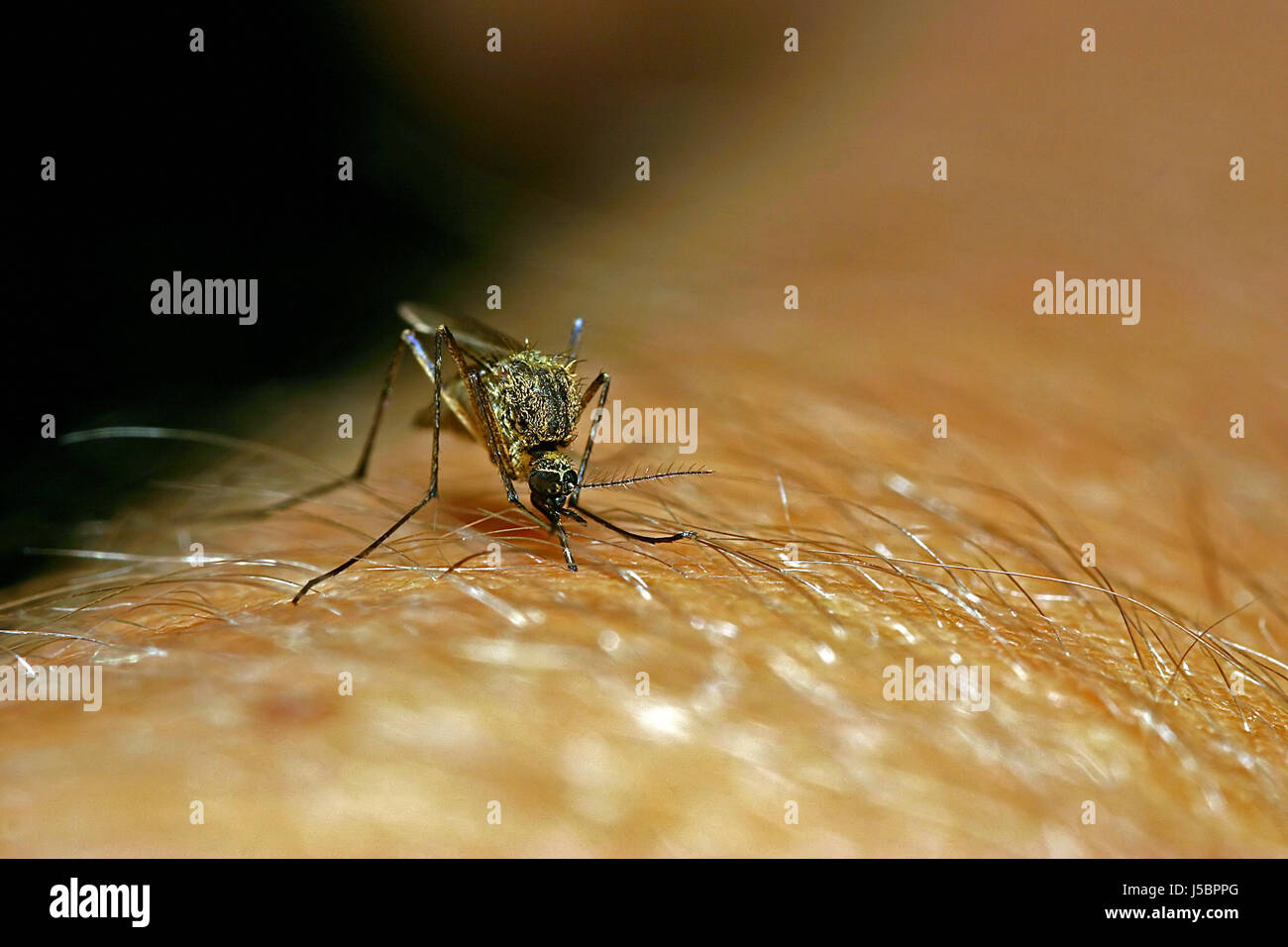Vampire bite blood hi-res stock photography and images - Alamy