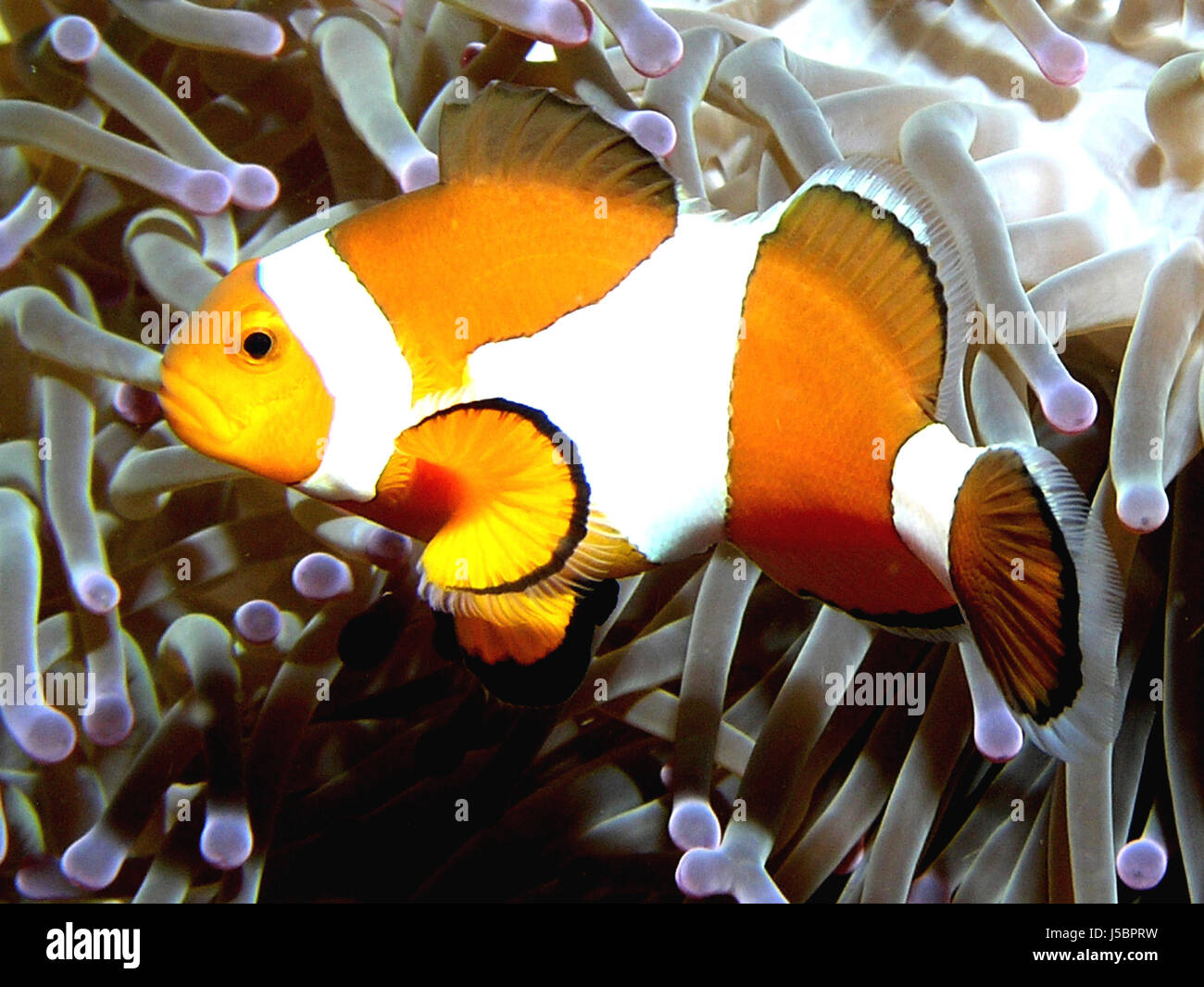 Nemo hi-res stock photography and images - Alamy