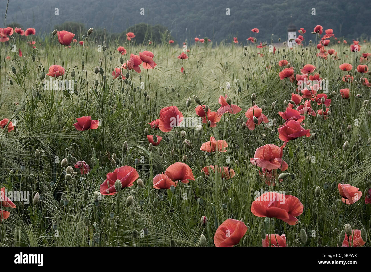 golden red field Stock Photo - Alamy