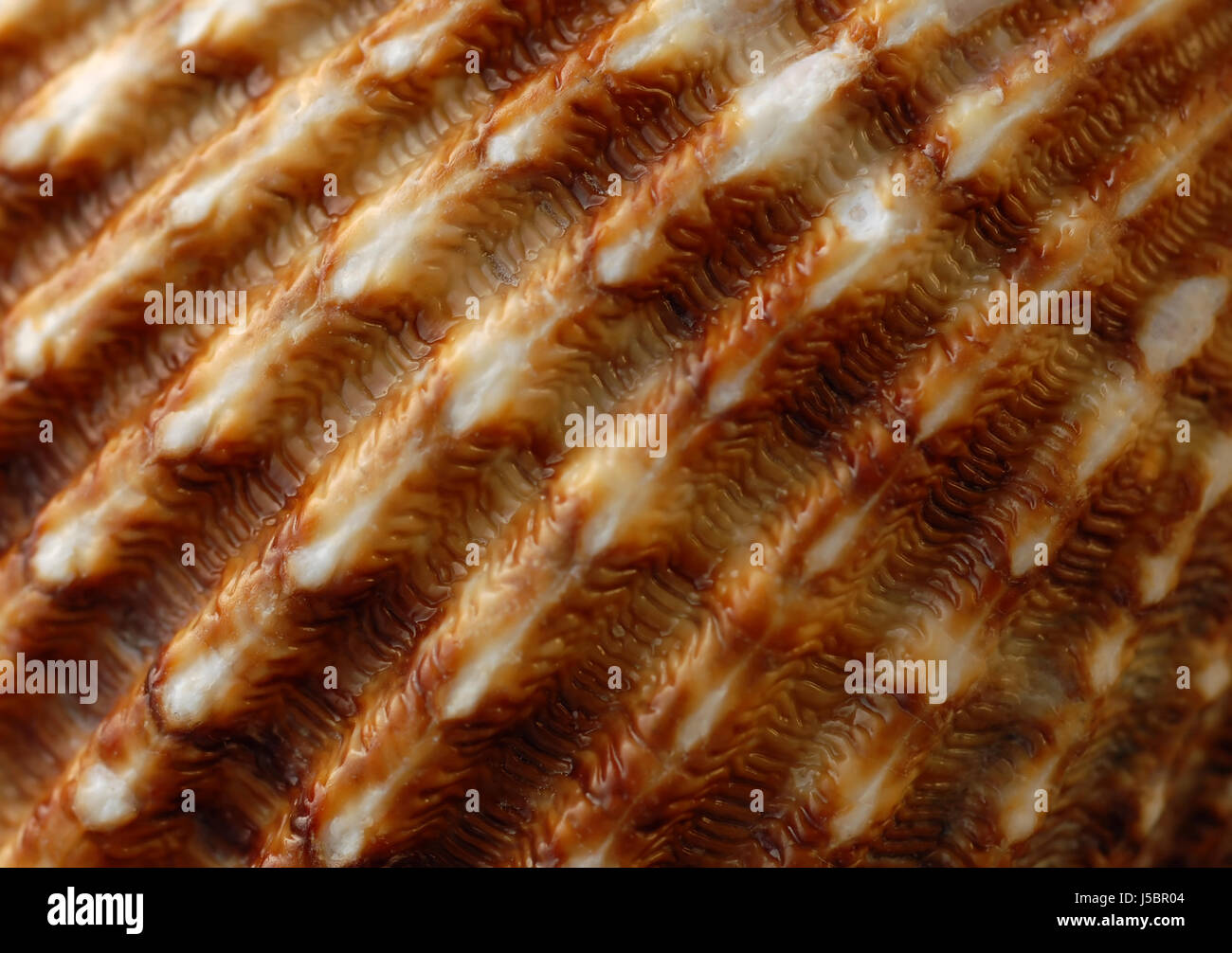 Shell ribs hi-res stock photography and images - Alamy