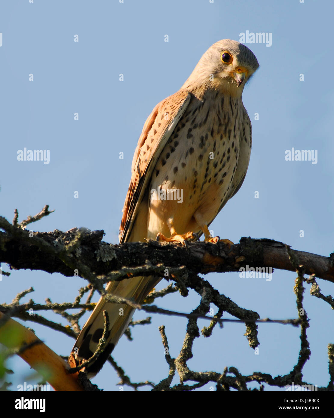 looking for prey Stock Photo - Alamy
