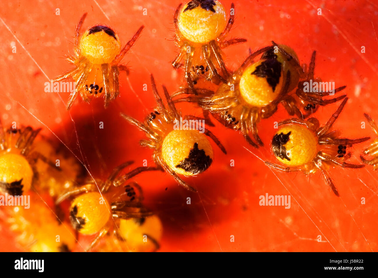 Young spiders hi-res stock photography and images - Alamy