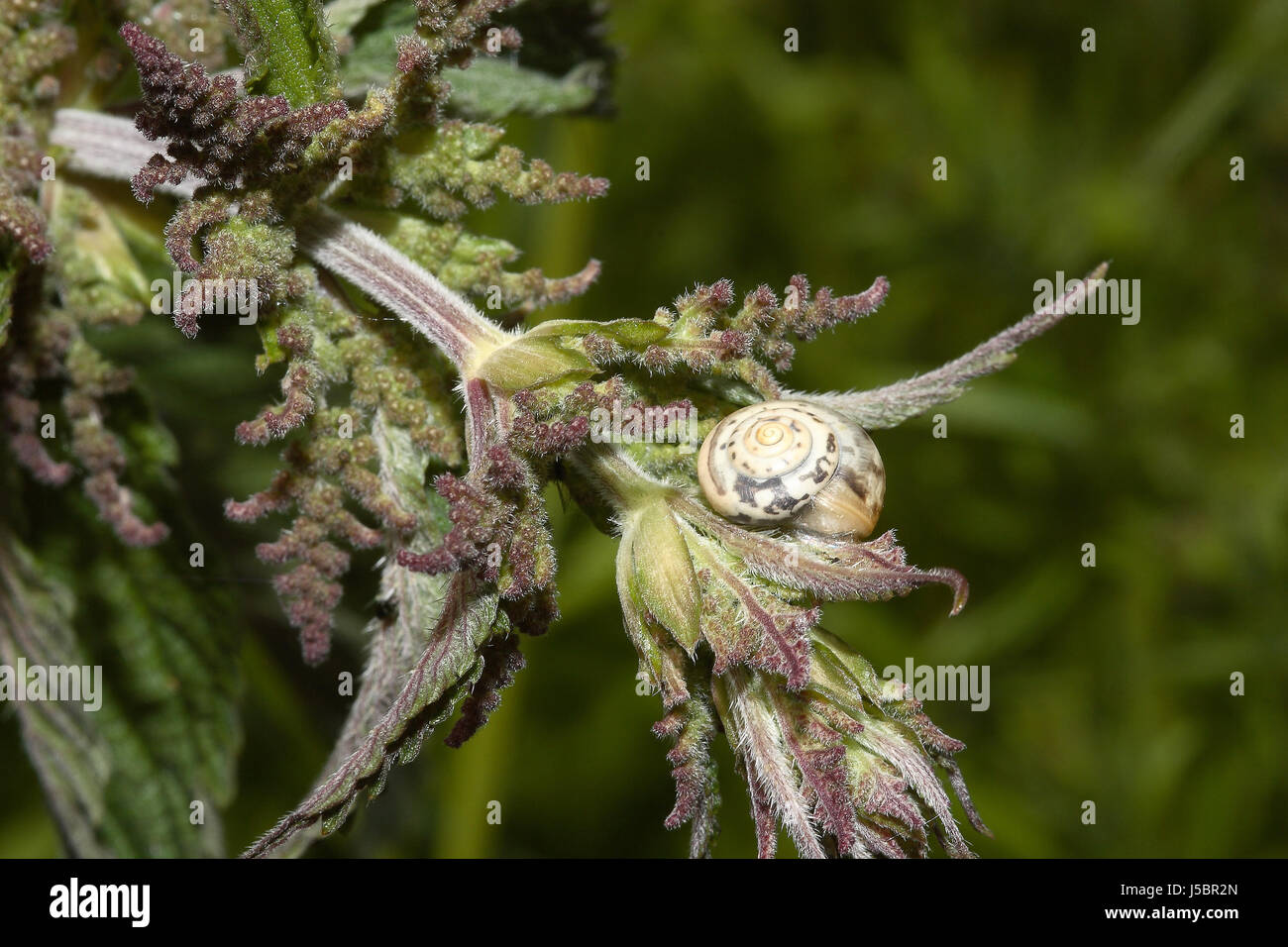 animal snail snail shell wayside meadow plant nature willow ...