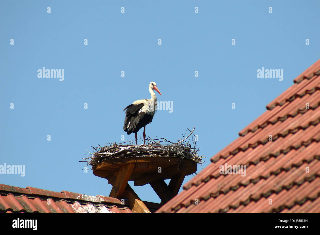 Klapperstorch hi-res stock photography and images - Alamy