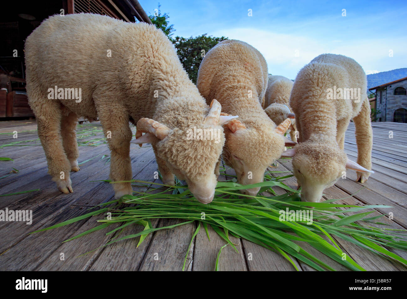 merino sheep eating ruzi grass leaves on wood ground of rural livestock ...